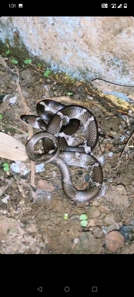Indian Wolf Snake from Goa Velha on July 19, 2019 at 03:52 AM by Svabhu ...