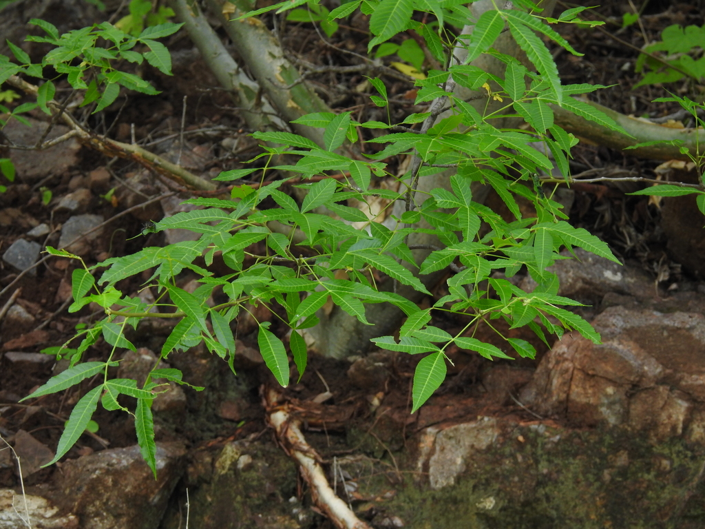 Bursera lancifolia from Cosalá, Sin., México on August 23, 2021 at 12: ...