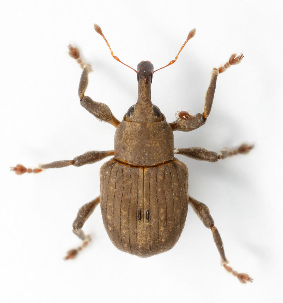 Waterhyacinth Weevils in June 2021 by Chris Rorabaugh · iNaturalist