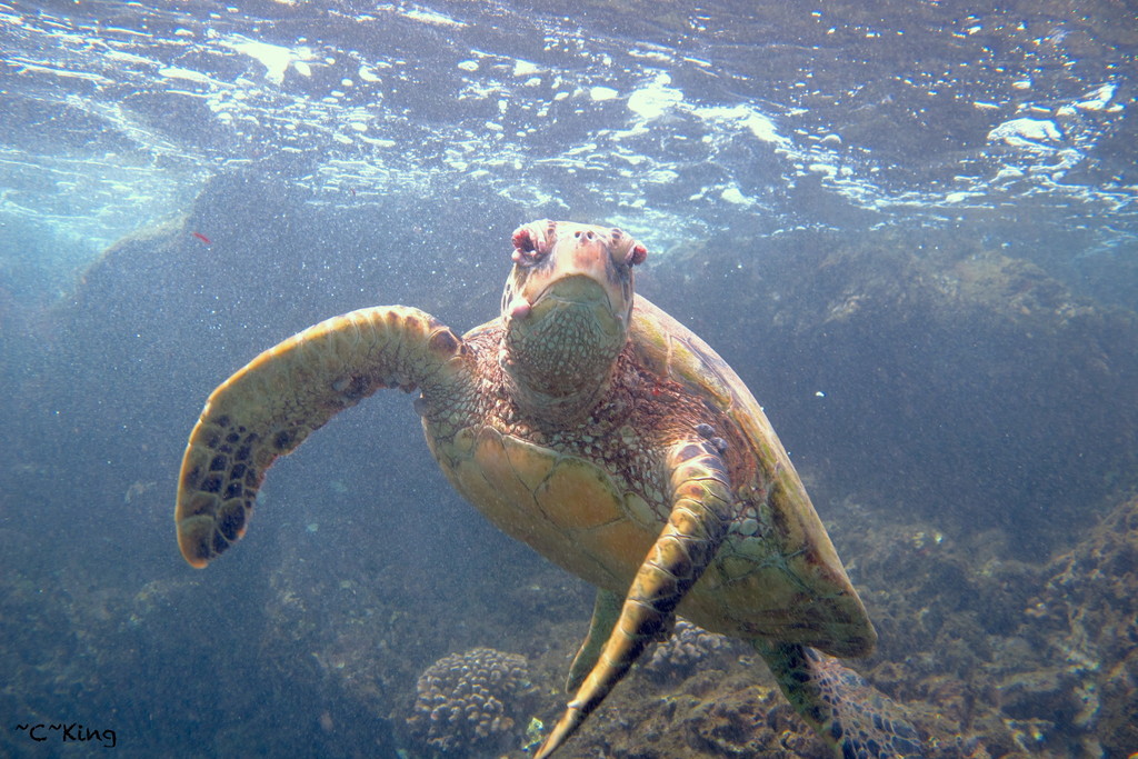 Green Sea Turtle in October 2014 by sandycmaui. fibropapillomatosis ...