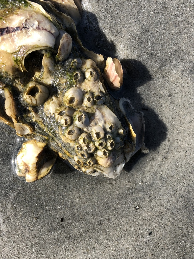 Wrinkled Barnacle from Coast Guard - Group Cape Hatteras, , NC, US on ...