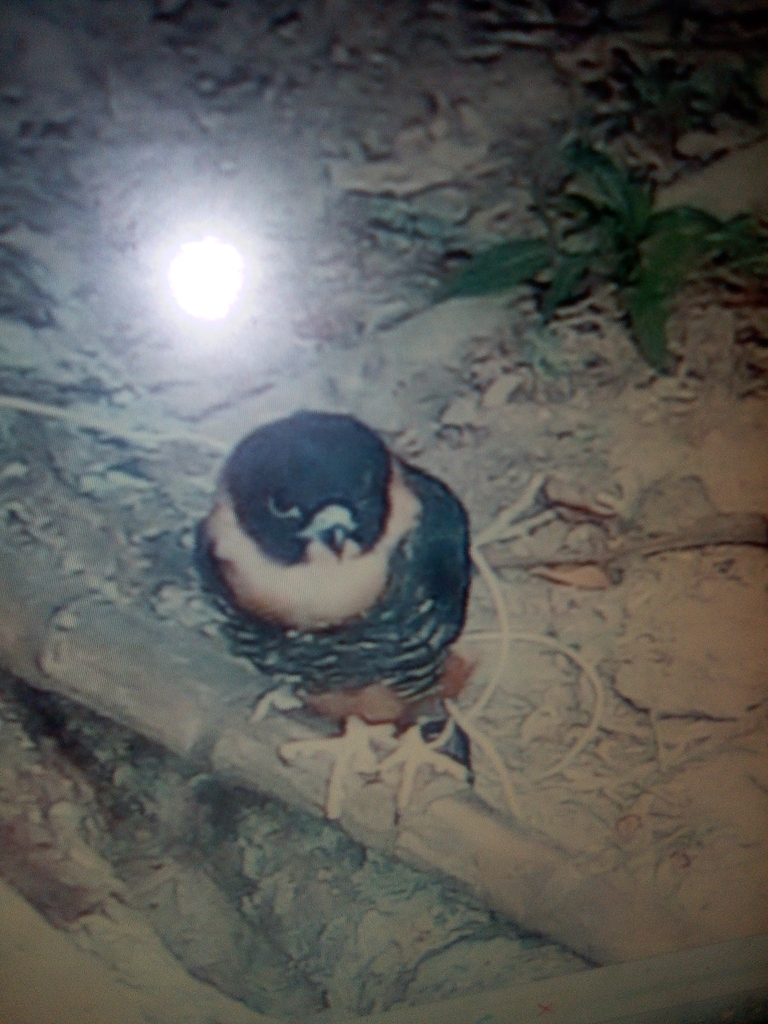 Bat Falcon from C2Q7+8JV, Caracas 1000, Distrito Capital, Venezuela on ...