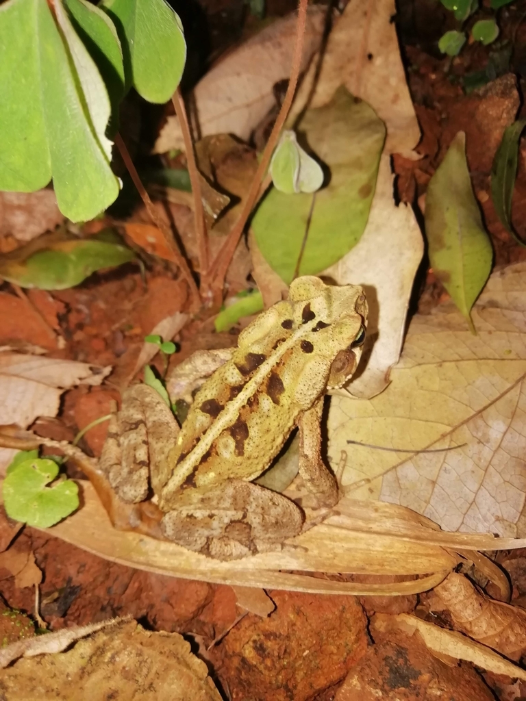 Ornate Forest toad from Guaraní, Misiones, Argentina on August 07, 2021 ...