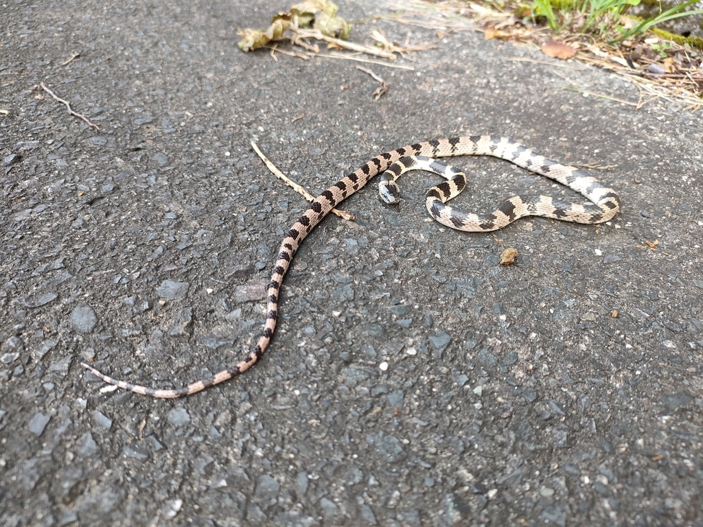 Oriental Odd-tooth Snake from 528-0201, Japão on August 26, 2021 at 06: ...