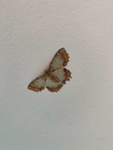 Observations by jessica_conroy · iNaturalist