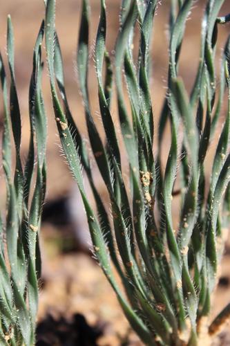 Hairy Kukumakranka (Subspecies Gethyllis ciliaris ciliaris) · iNaturalist