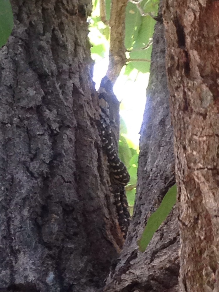 Lace Monitor in April 2018 by manic_henry. Field Notes - Juvenile ...