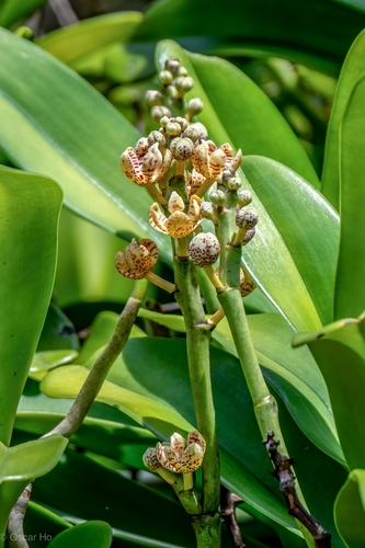 Acampe rigida · NaturaLista Colombia