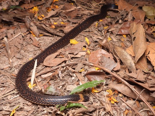 Atractus emmeli · iNaturalist Mexico