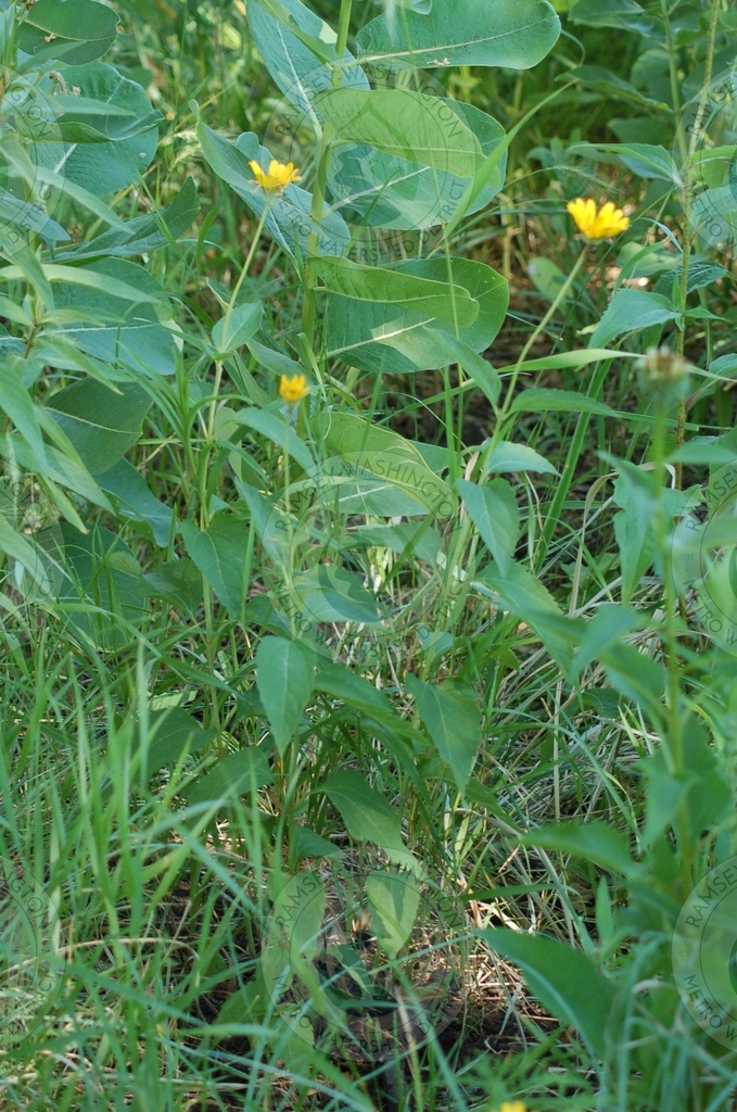 Early Sunflower (RWMWD Plant Guide) · iNaturalist