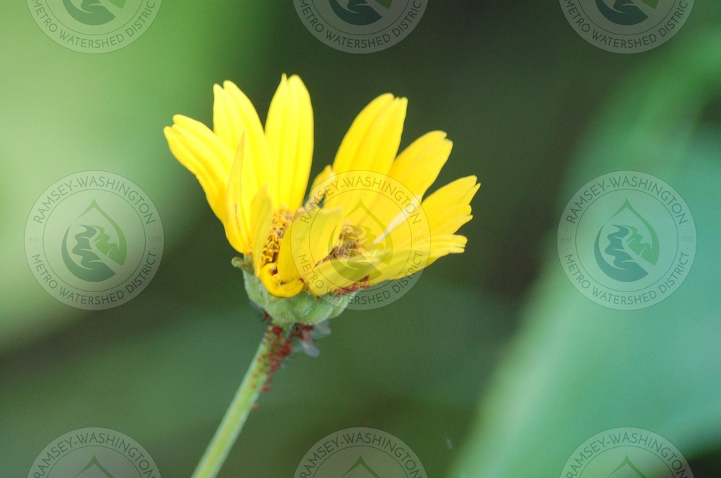 Early Sunflower (RWMWD Plant Guide) · iNaturalist