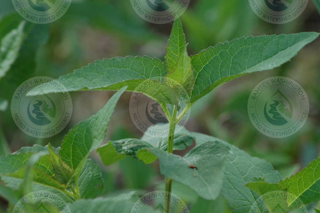 Early Sunflower (RWMWD Plant Guide) · iNaturalist