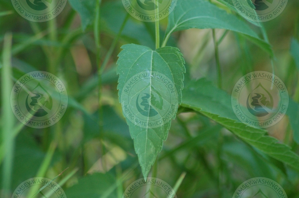 Early Sunflower (RWMWD Plant Guide) · iNaturalist