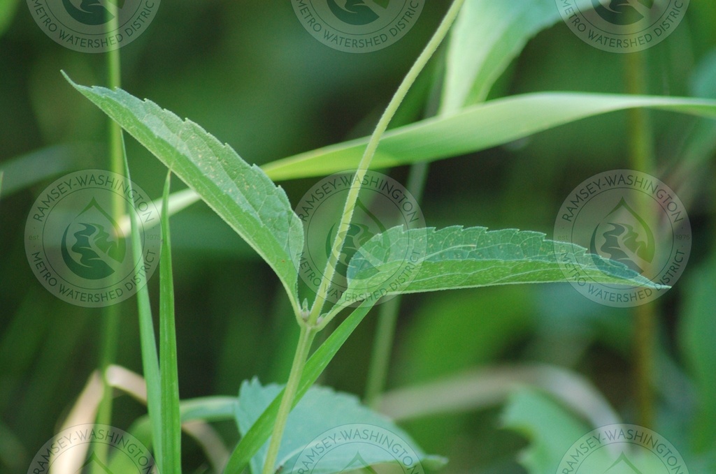 Early Sunflower (RWMWD Plant Guide) · iNaturalist