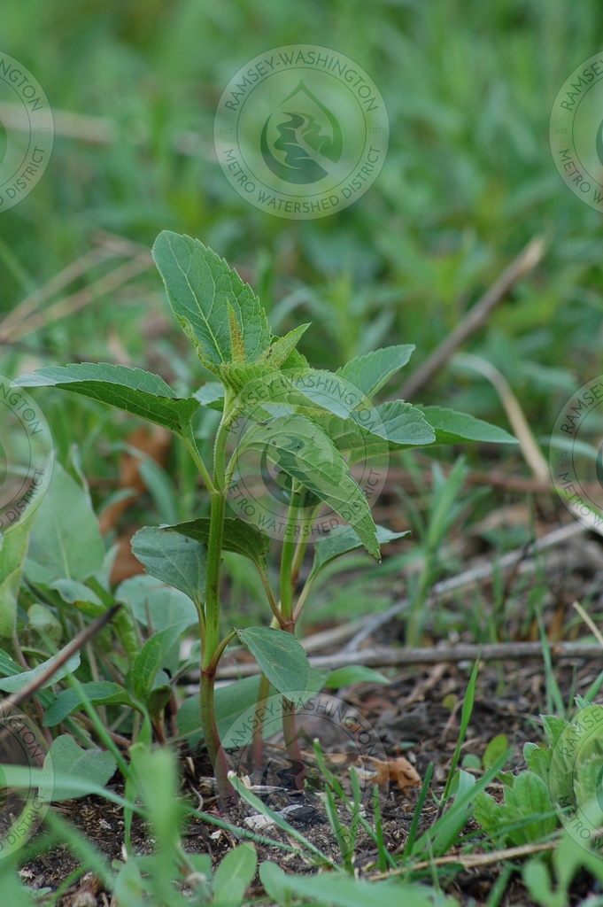 Early Sunflower (RWMWD Plant Guide) · iNaturalist