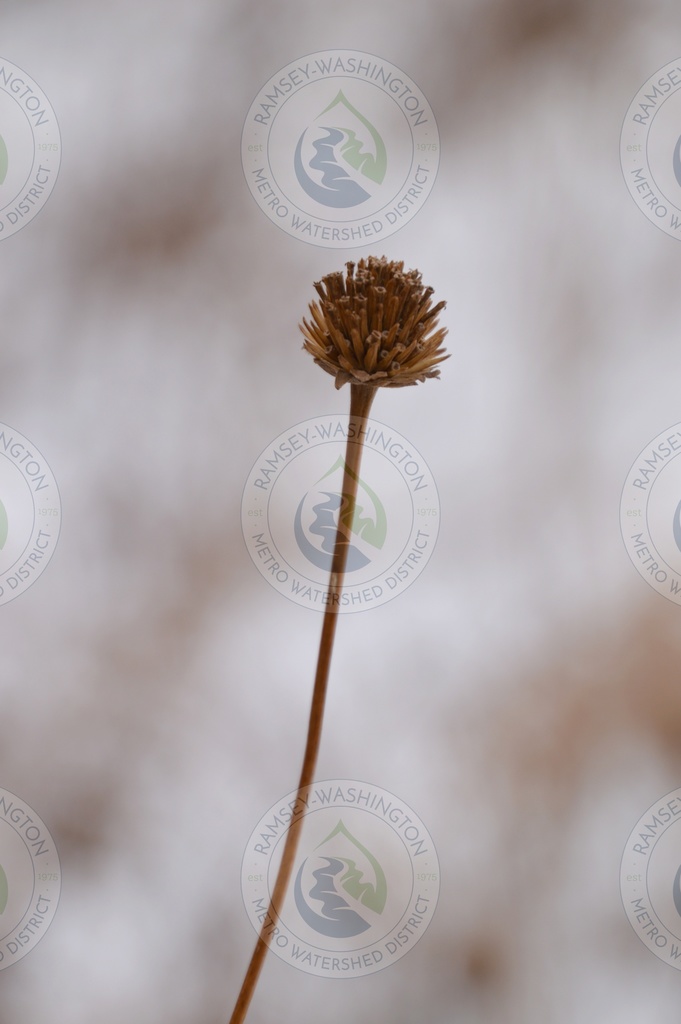 Early Sunflower (RWMWD Plant Guide) · iNaturalist
