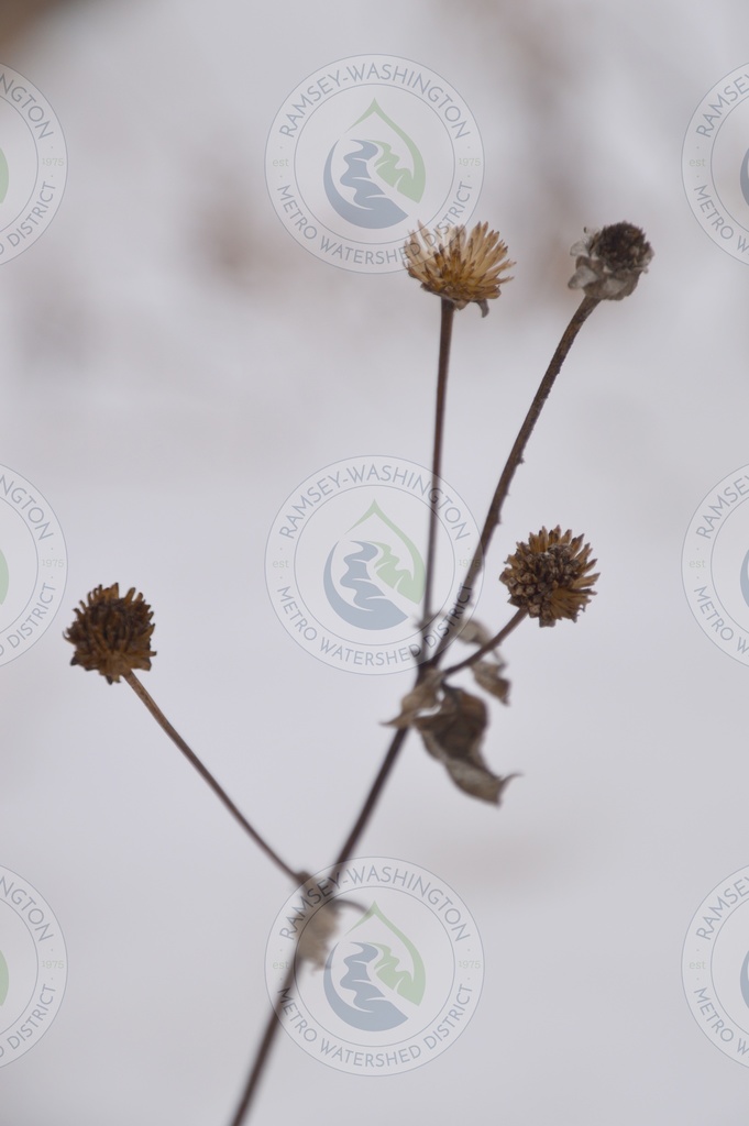 Early Sunflower (RWMWD Plant Guide) · iNaturalist