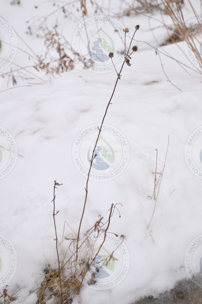 Early Sunflower (RWMWD Plant Guide) · iNaturalist