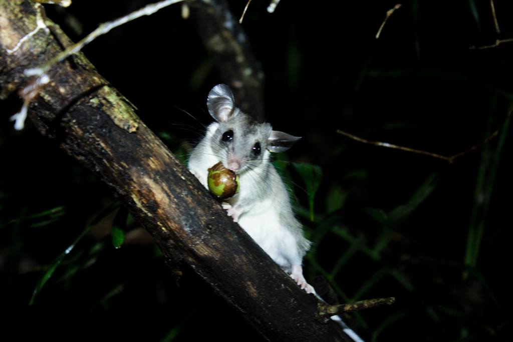 Big-eared Climbing Rat from Calakmul Municipality, Campeche, México on ...