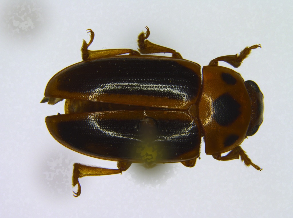 Amblyopus cinctipennis from Bengaluru, Karnataka, India on November 16 ...