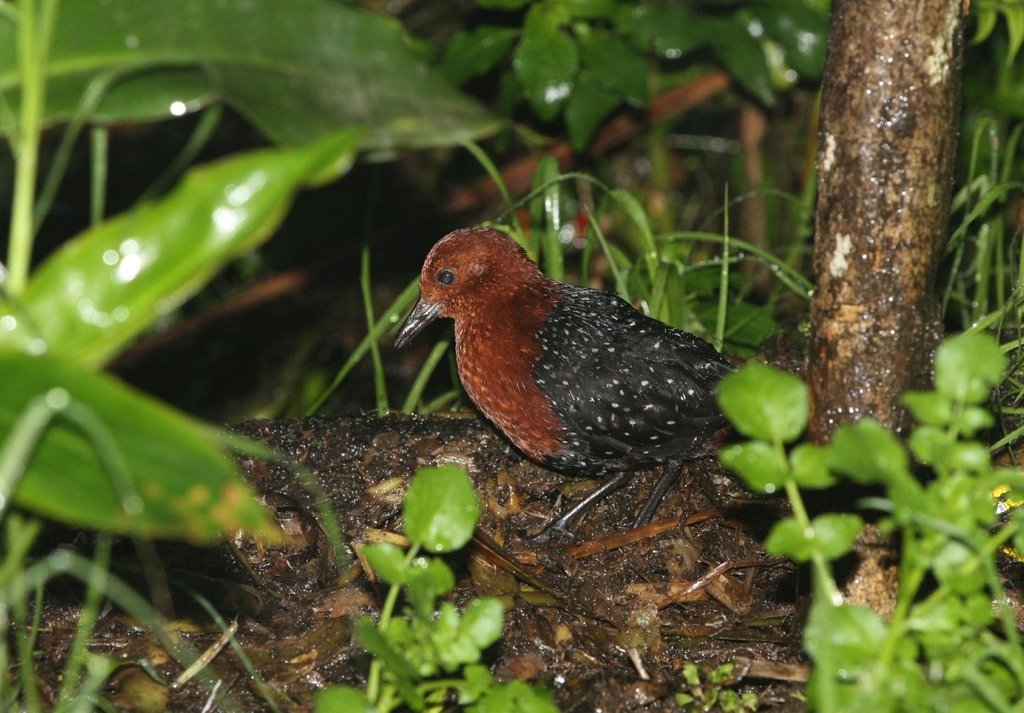 Rallicula rubra klossi from Kumul Lodge Enga on July 7, 2011 at 11:46 ...