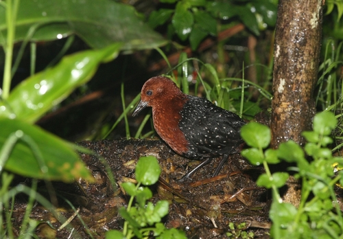 Subespecie Rallicula rubra klossi · NaturaLista Colombia