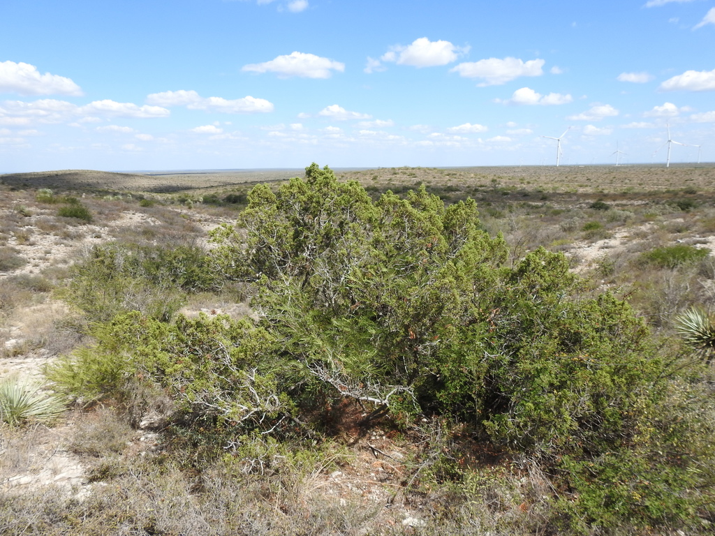 redberry juniper from Acuña, Coahuila, Mexico on August 21, 2021 at 04: ...