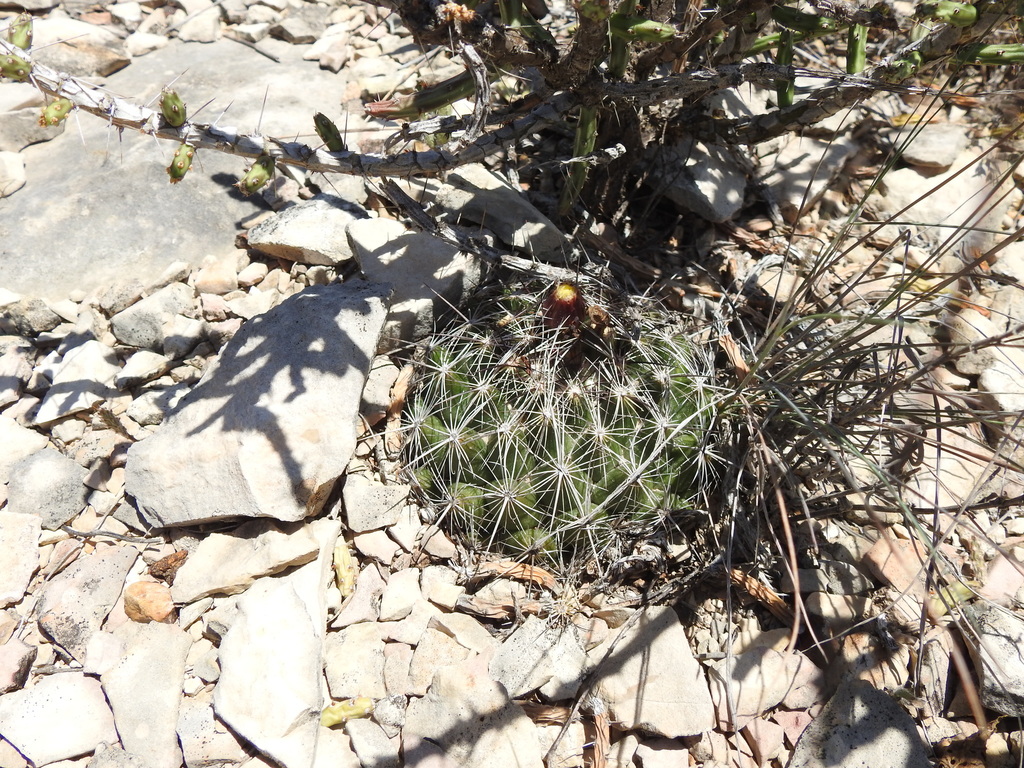 Grooved nipple cactus from Acuña, Coahuila, Mexico on August 23, 2021 ...