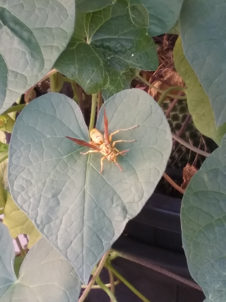 Golden Paper Wasp from Trailwood, Phoenix, AZ 85037, USA on August 26 ...
