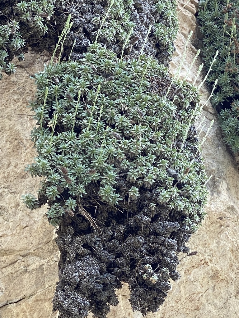 mat rock spiraea from Hunt, TX, US on August 26, 2021 at 11:45 AM by ...