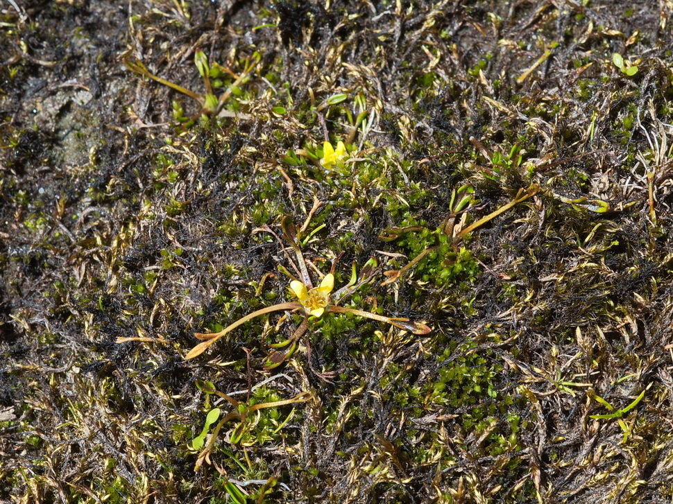 Ranunculus brevis in December 2014 by David Lyttle. Ranunculus brevis ...