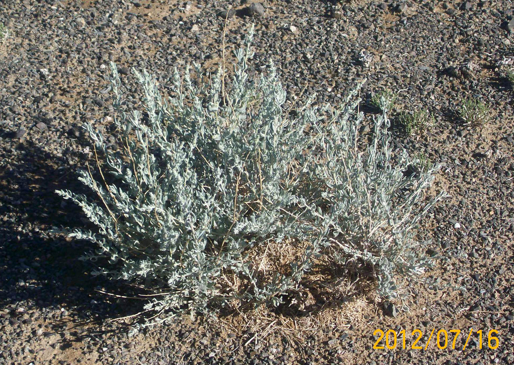 Pamirian Winterfat from Delgerkhangai, Mongolia on July 16, 2012 at 12: ...