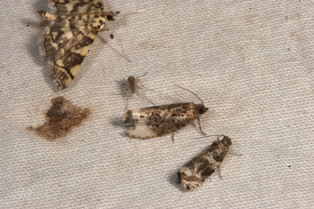 Off-white Hedya Moth from River Road Fen, Manorville, NY on June 16 ...