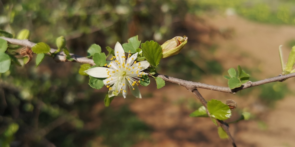 Small-leaf White Raisin from Kainuk, Kenya on June 14, 2019 at 09:14 AM ...