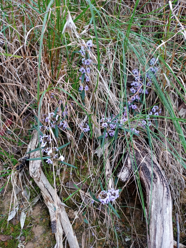 common hovea from Tremont VIC 3785, Australia on August 27, 2021 at 03: ...