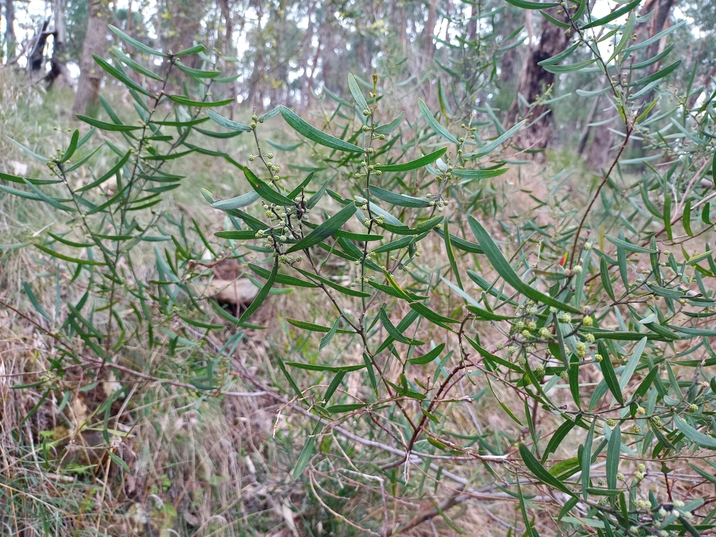 Dandenong Range cinnamon wattle from Tremont VIC 3785, Australia on ...