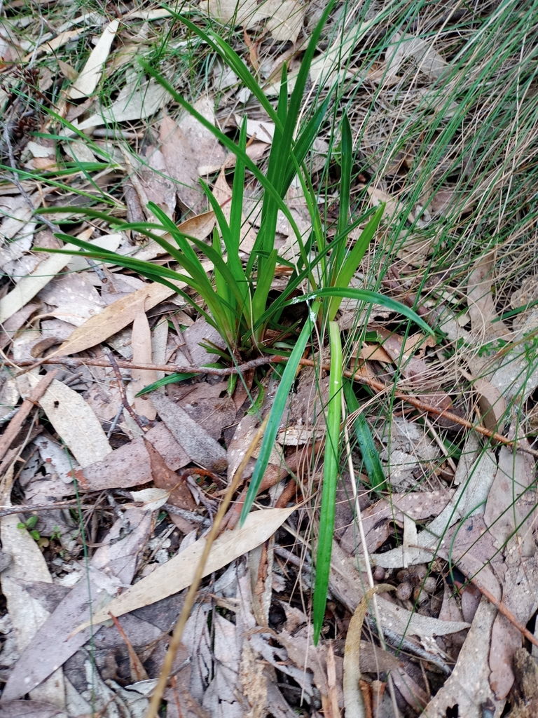Grass Triggerplant from Knox - North-East, AU-VI, AU on August 27, 2021 ...