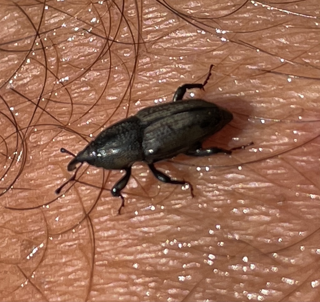 Hunting Billbug from Avinguda de l'Alt Empordà, Bàscara, Girona, ES on ...