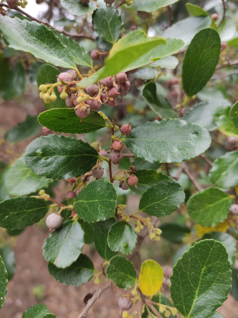 Azara celastrina from Cerro El Mauco on March 5, 2021 by Romina Yáñez ...