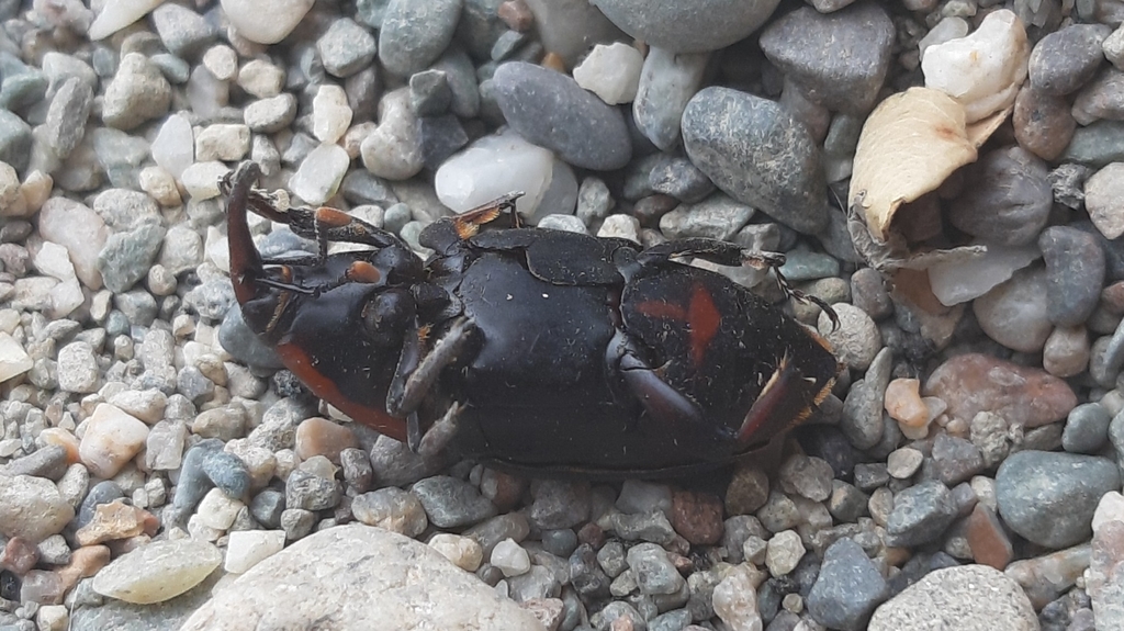 Red Palm Weevil in August 2021 by cuppo. - Dramatic death pose ...