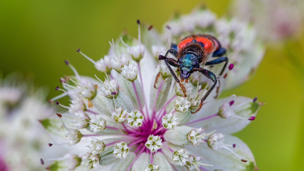 Bee-eating Beetle from Weinheim, Deutschland on August 24, 2021 at 12: ...