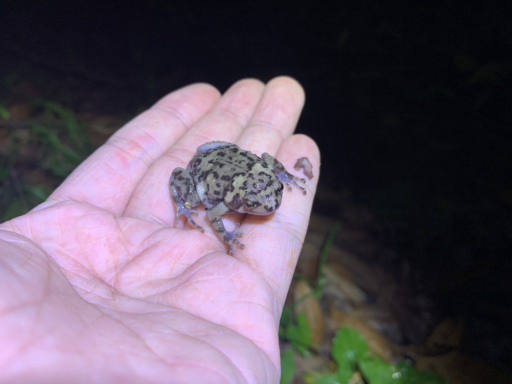 Sichuan Digging Frog from 郫都区, 成都市, 四川省, CN on August 28, 2021 at 01:37 ...