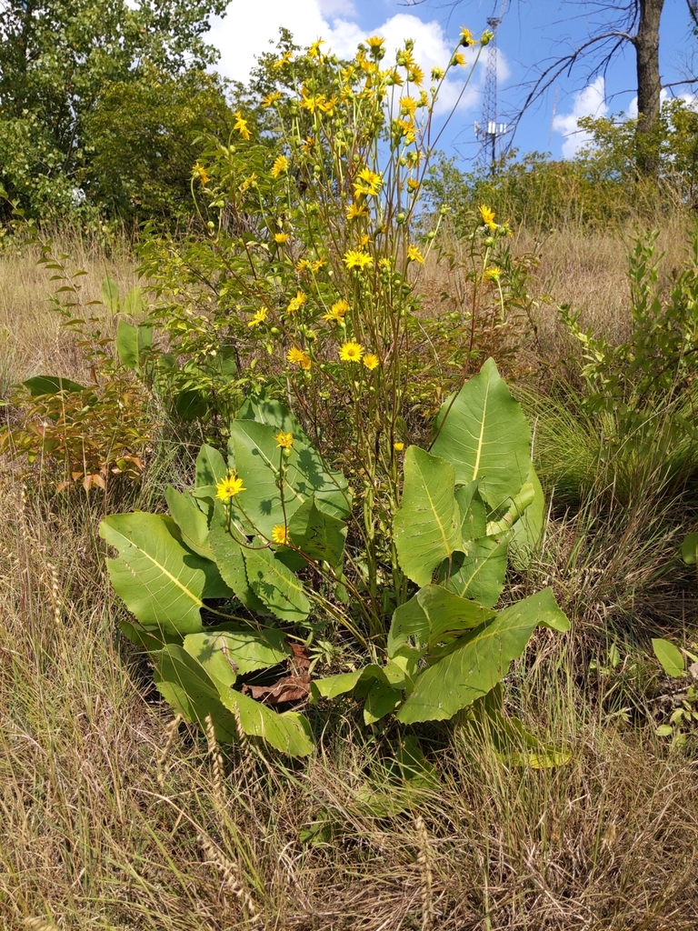 prairie dock from Moraine, OH 45439, USA on August 27, 2021 at 03:55 PM ...