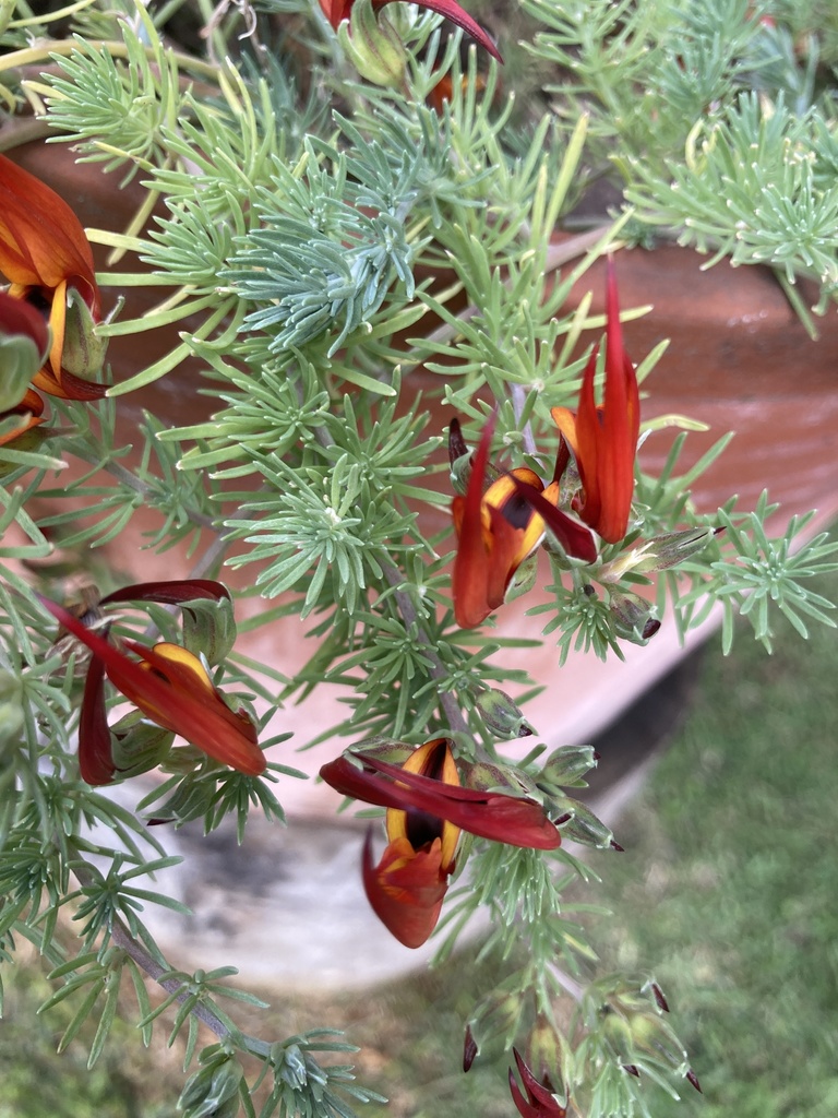 flowering plants from Quito, Pichincha, EC on August 27, 2021 at 04:38 ...
