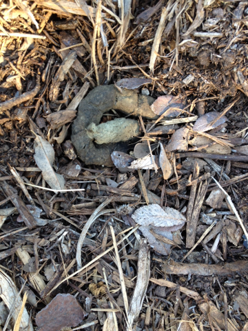 Observations by marshamay · iNaturalist