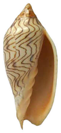 Wavy Volute (Molluscs of Port Phillip Bay) · iNaturalist