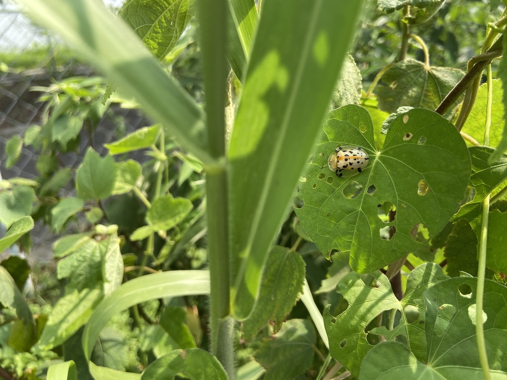 Asian Spotted Tortoise Beetle from 環湖路, TW on August 28, 2021 at 02:38 ...