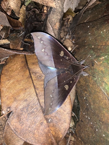 Observations by jessica_conroy · iNaturalist