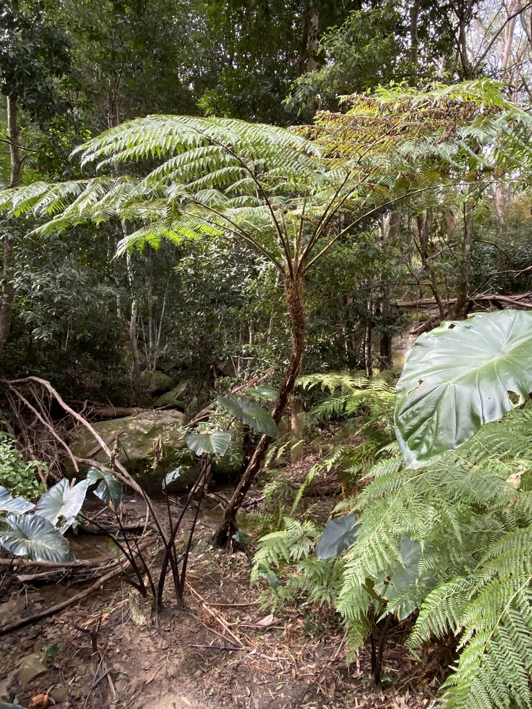 Scaly Tree Fern from Berowra Valley Regional Park, Hornsby Heights, NSW ...