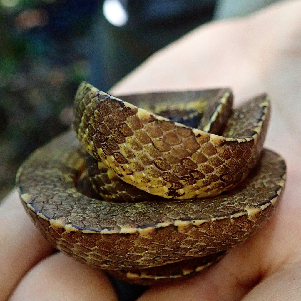 Sumatran Slug Snake in March 2018 by Matt Brady · iNaturalist